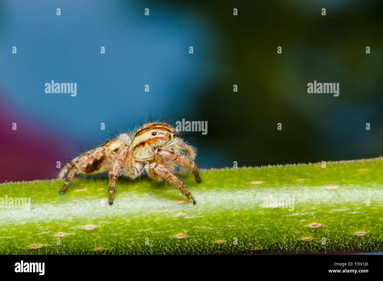 Jumping spider on green leaf Stock Photo - Alamy