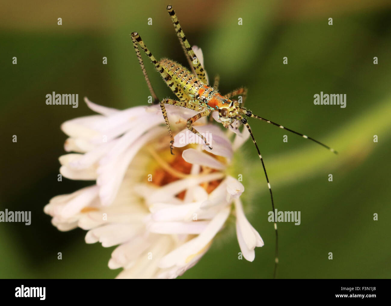 Katydid nymph on a flower Stock Photo - Alamy