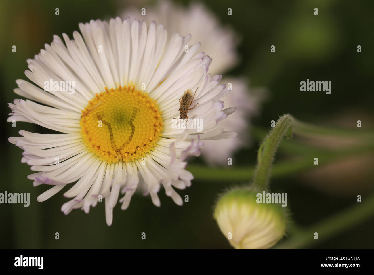 Tucson arizona insects hi-res stock photography and images - Alamy