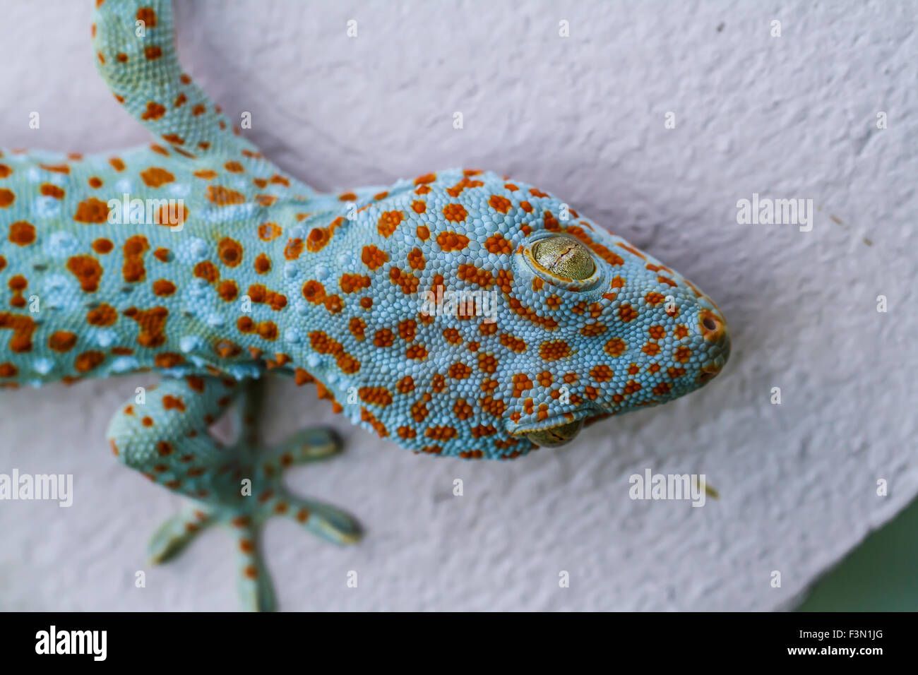Gecko spots hi-res stock photography and images - Alamy