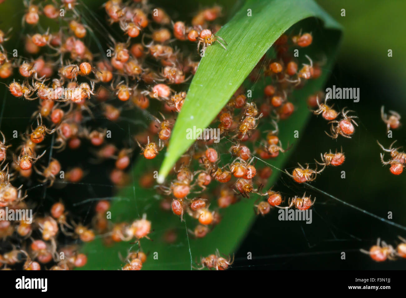Groups of babies spider Stock Photo - Alamy