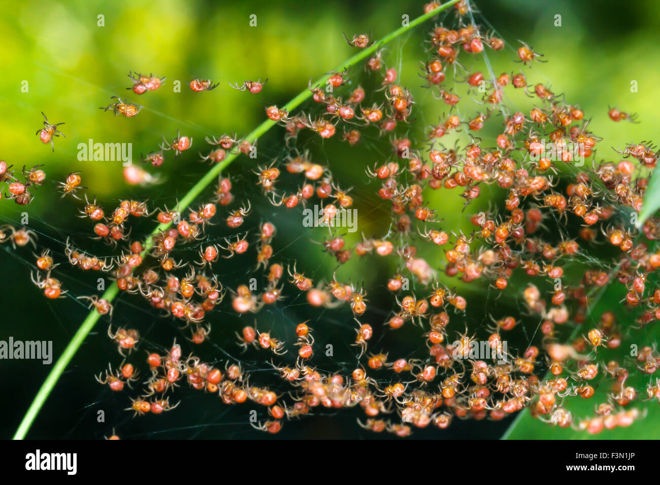 Groups of babies spider Stock Photo - Alamy