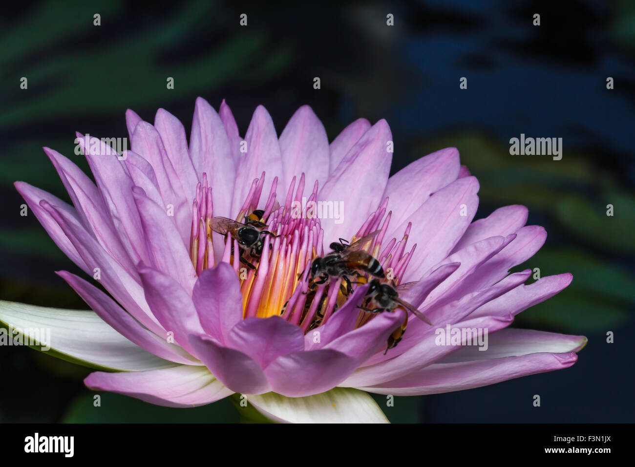 Insect on lotus flower hi-res stock photography and images - Alamy