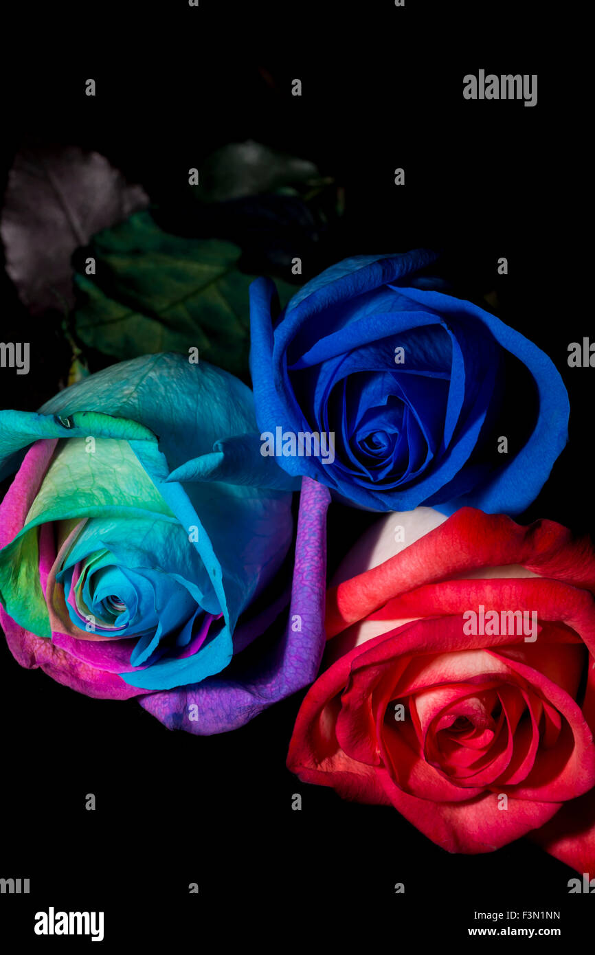 Trio of roses hi-res stock photography and images - Alamy