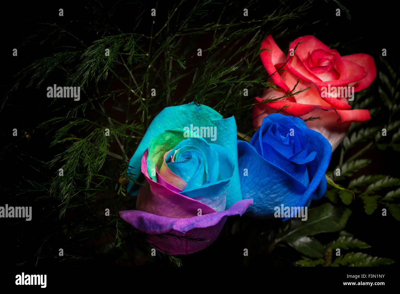 A trio of beautifully coloured roses Stock Photo - Alamy