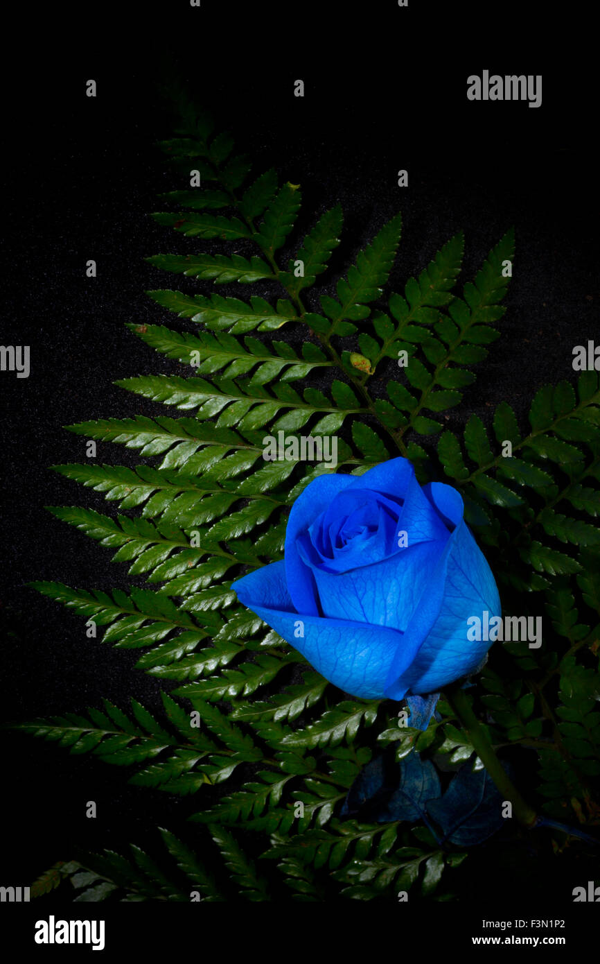 A single blue rose, close up Stock Photo - Alamy