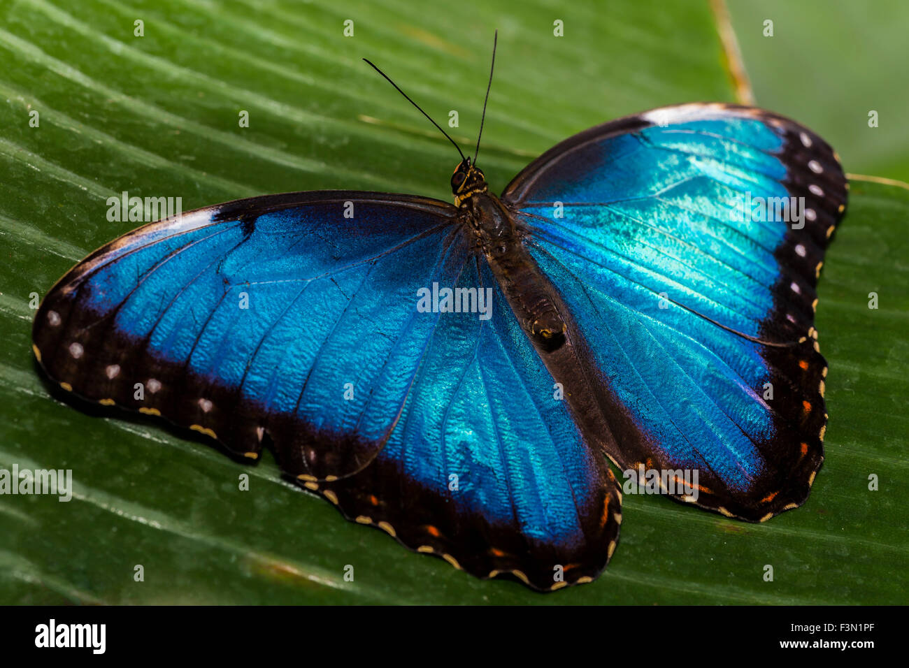 Blue morpho caterpillar hi-res stock photography and images - Alamy