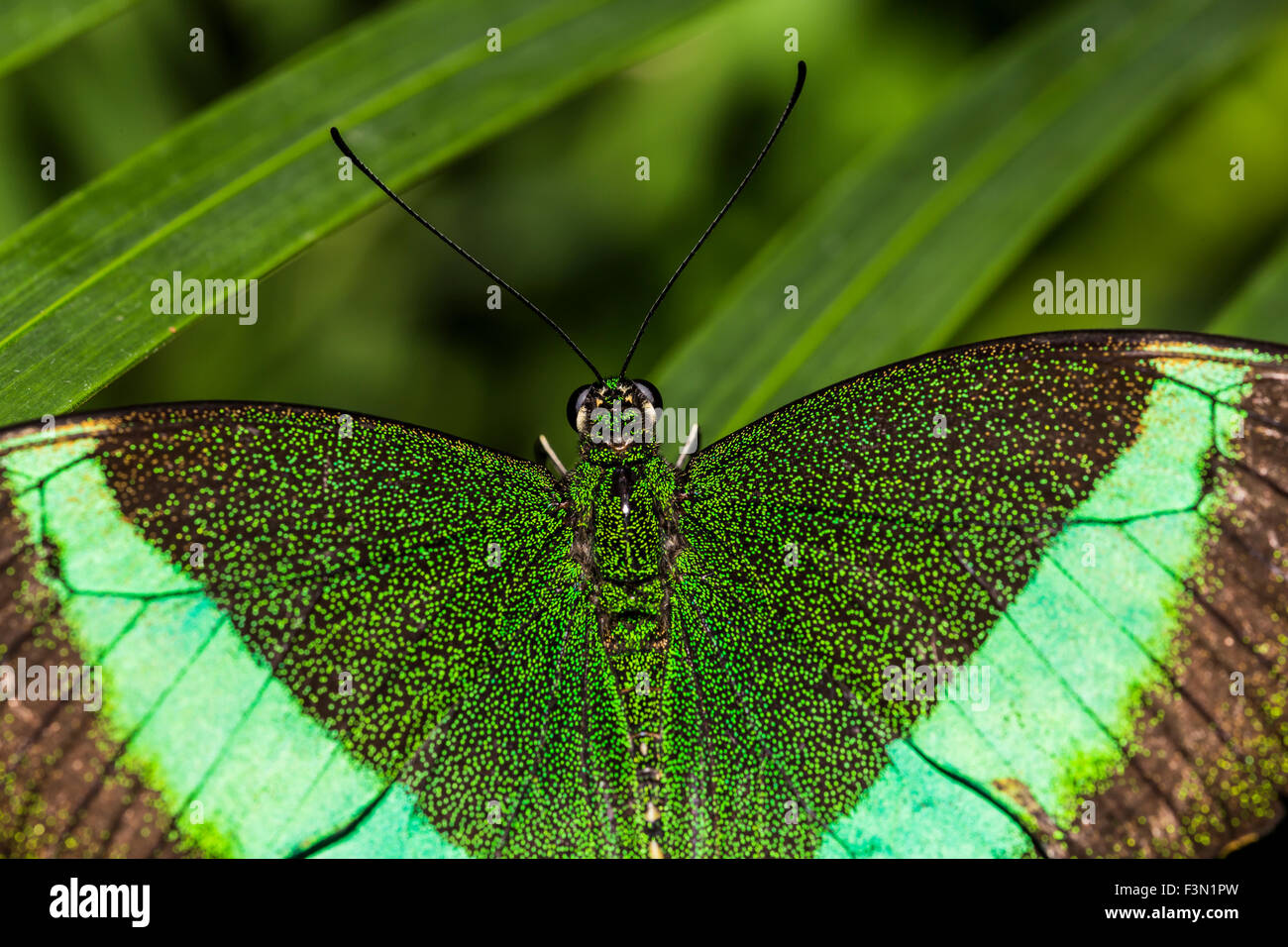 Close up of the Emerald Swallowtail Butterfly, illuminated by flash ...