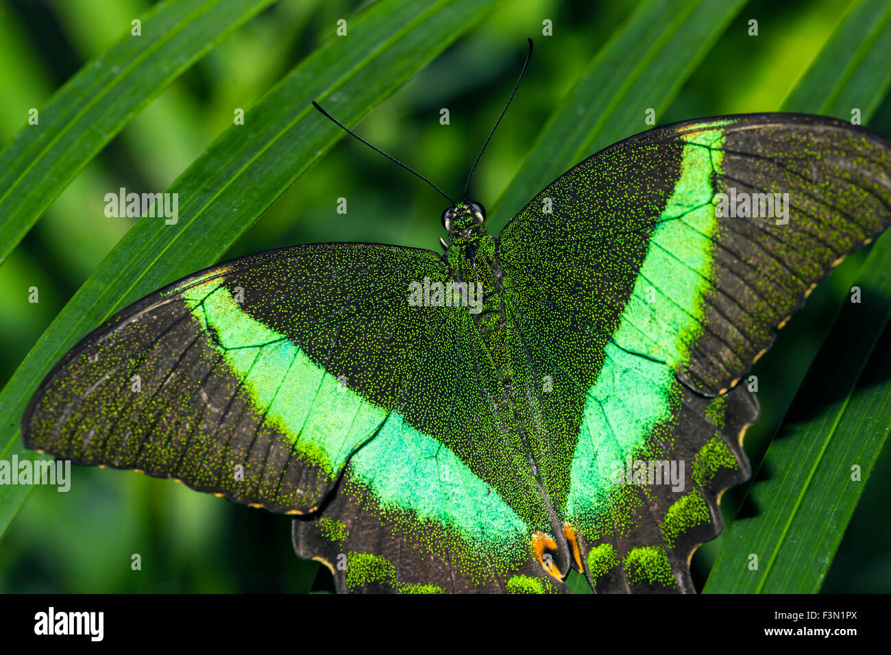 Close up of the Emerald Swallowtail Butterfly, illuminated by flash ...