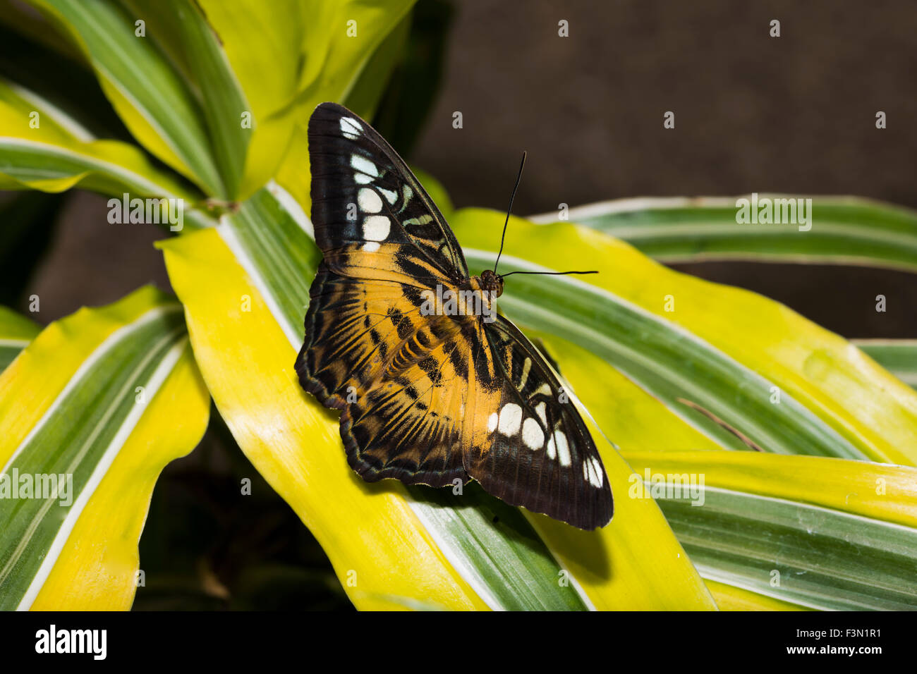 A brown Clipper Butterfly with wings outstretched Stock Photo - Alamy