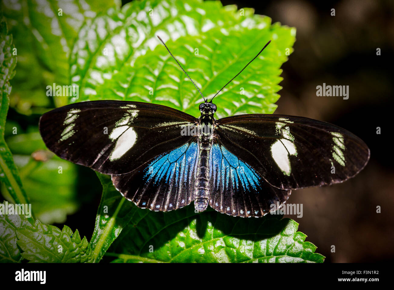 Close up of a Doris Butterfly with wings outstretched Stock Photo - Alamy