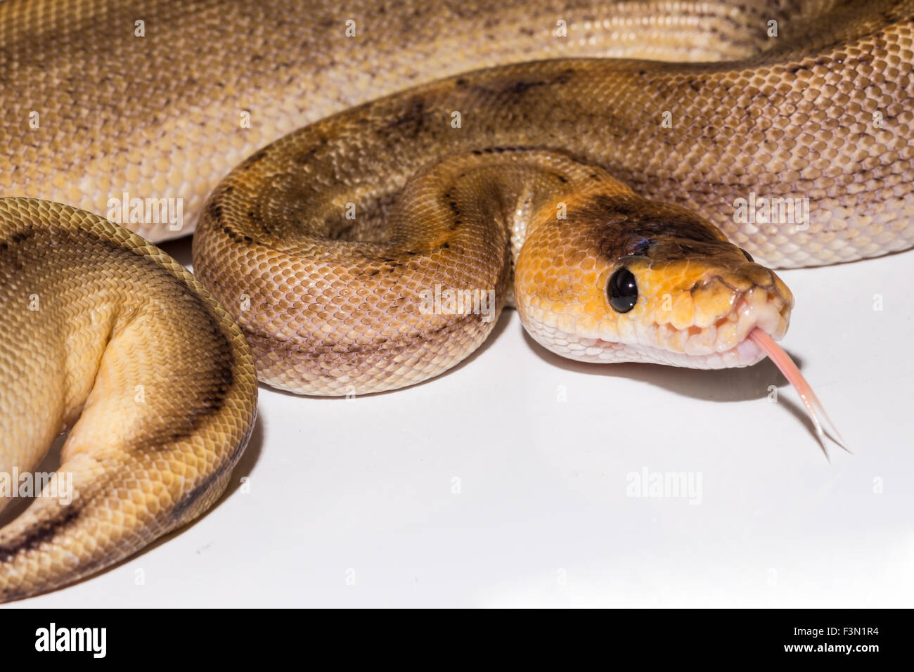 Royal Ball Python, Champagne mutation, pet Stock Photo - Alamy