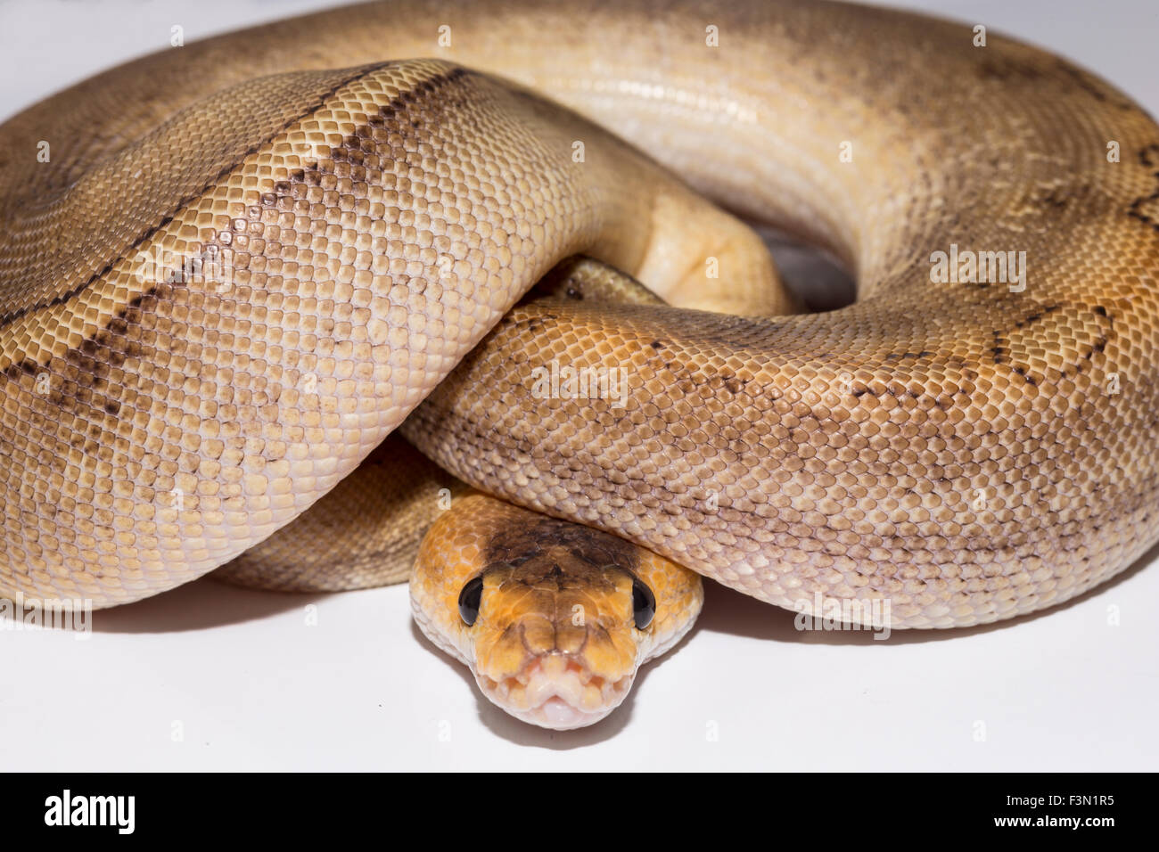Royal Ball Python, Champagne mutation, pet Stock Photo - Alamy