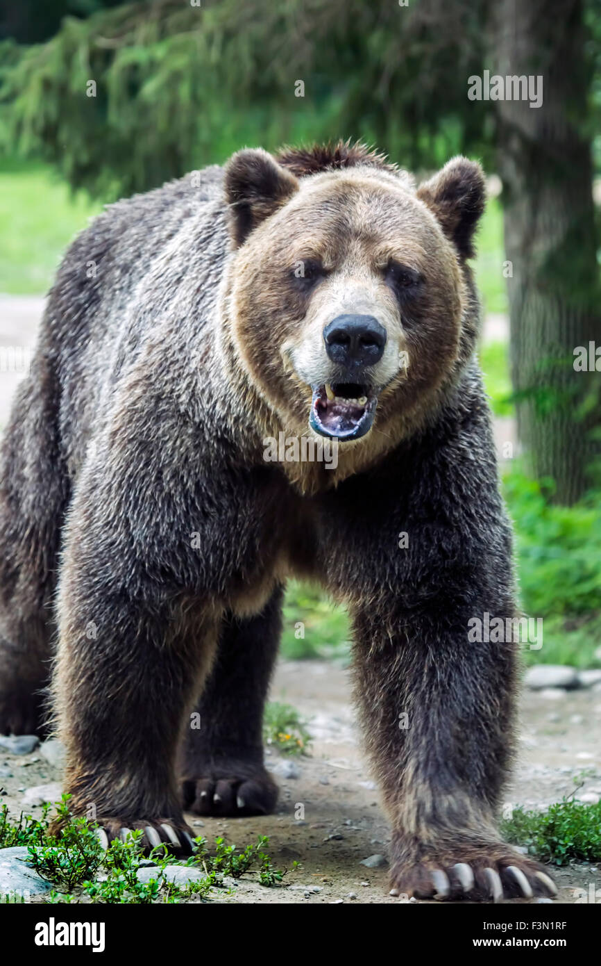 Male Grizzley Bear at the local zoo, walking Stock Photo - Alamy
