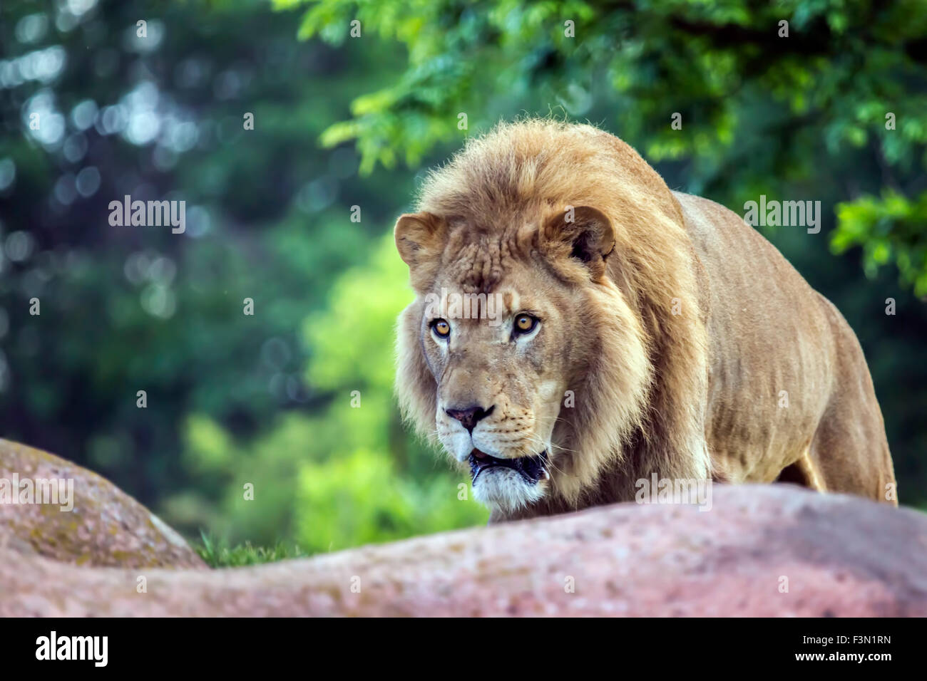 Male Lion at the local zoo, walking Stock Photo - Alamy
