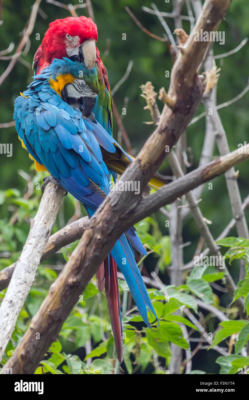 Two scarlet macaws hi-res stock photography and images - Alamy
