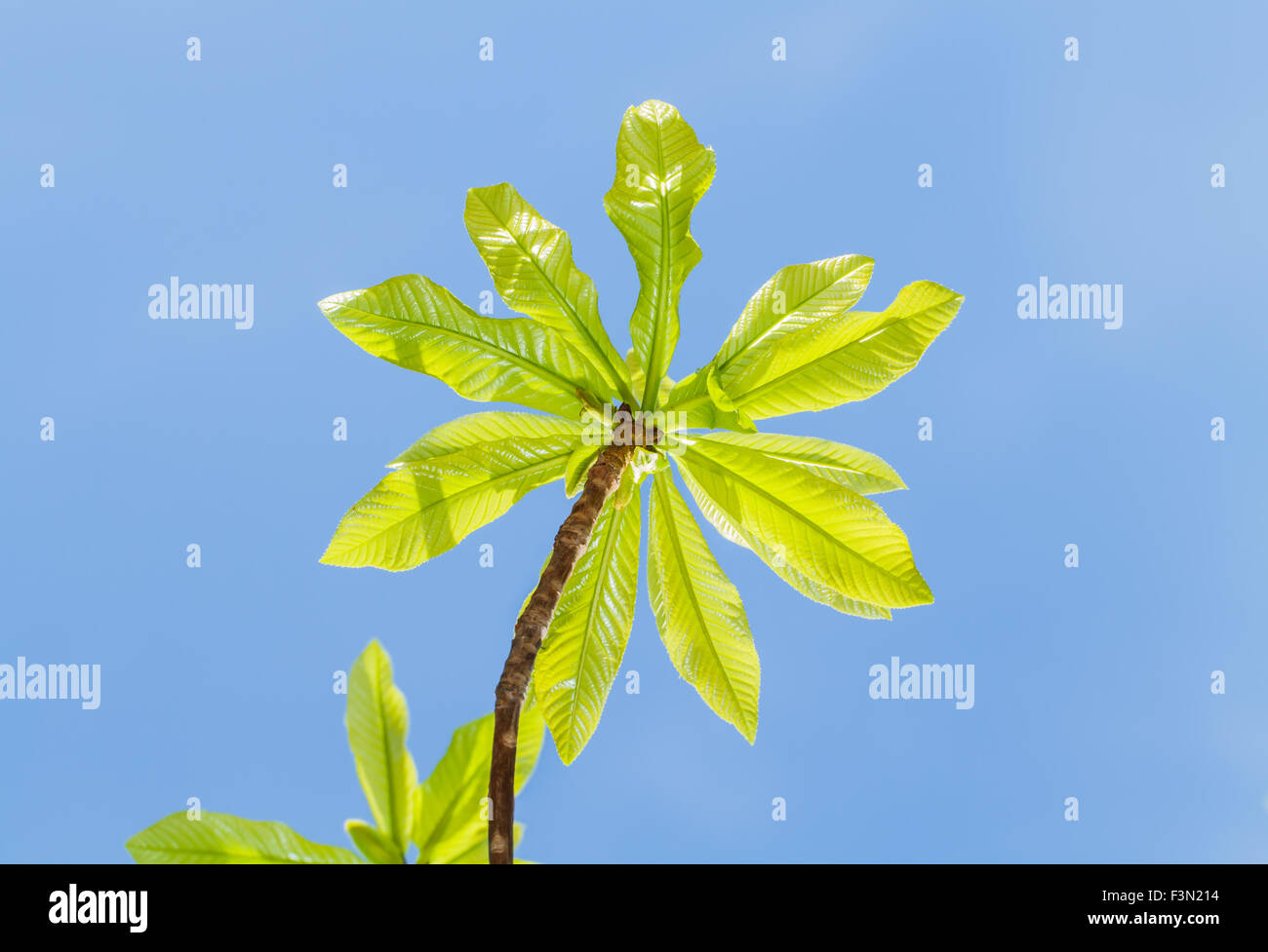 First leaves on tree in spring Stock Photo - Alamy