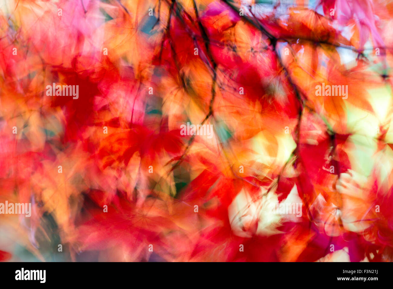 Kobe. Red blurred autumn maple leaves on branch and twigs blowing in ...