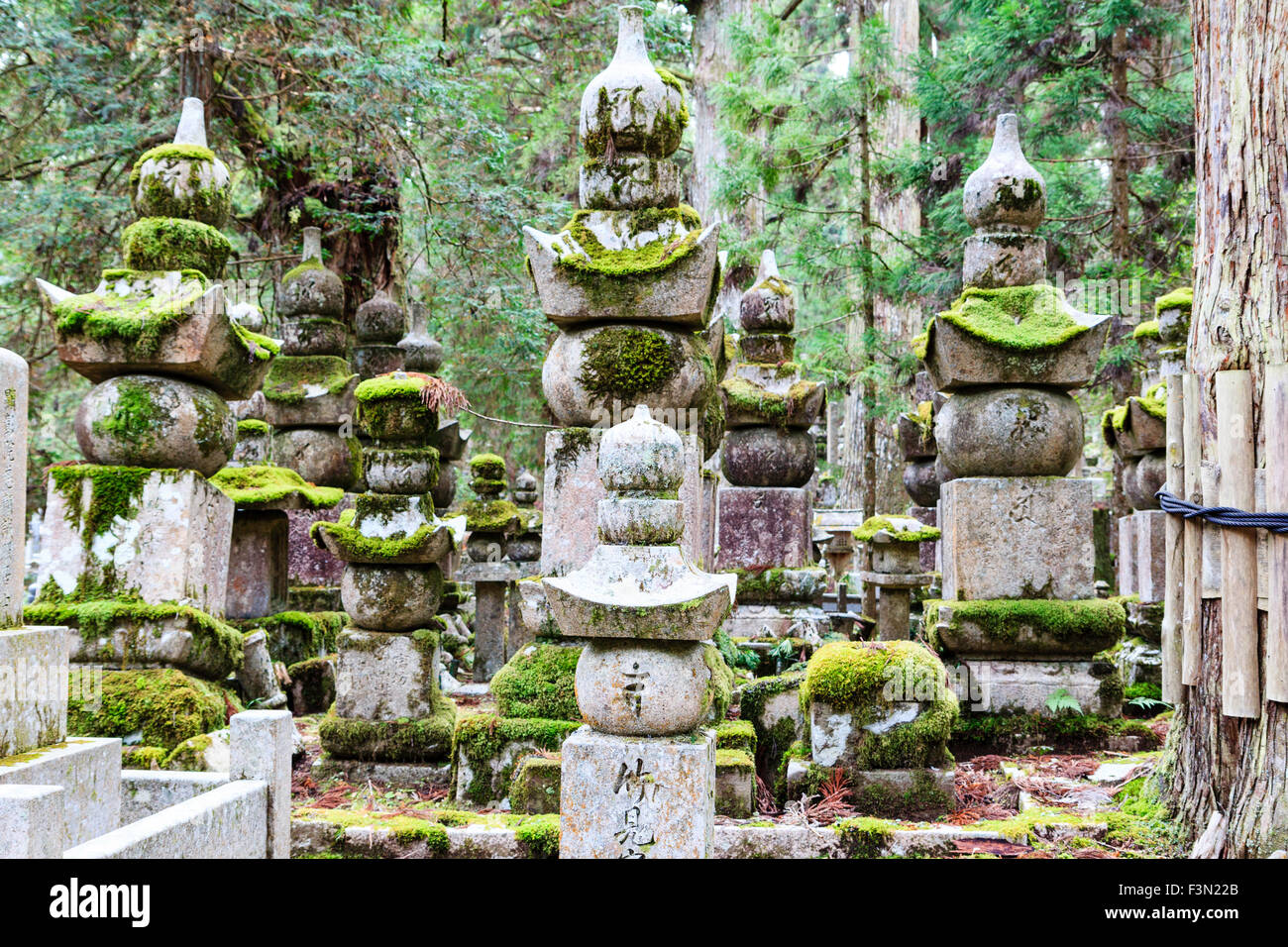 Japan, Koyasan, ancient Japanese cemetery, Okunoin. Row of large moss ...