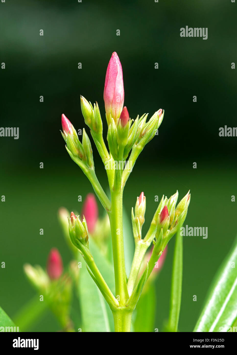 Indian oleander hi-res stock photography and images - Alamy
