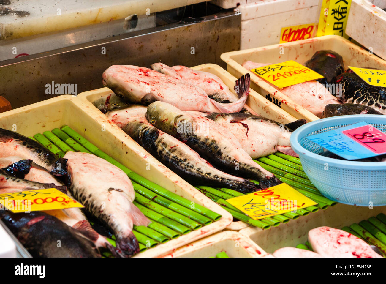 Fugu fish hi-res stock photography and images - Alamy