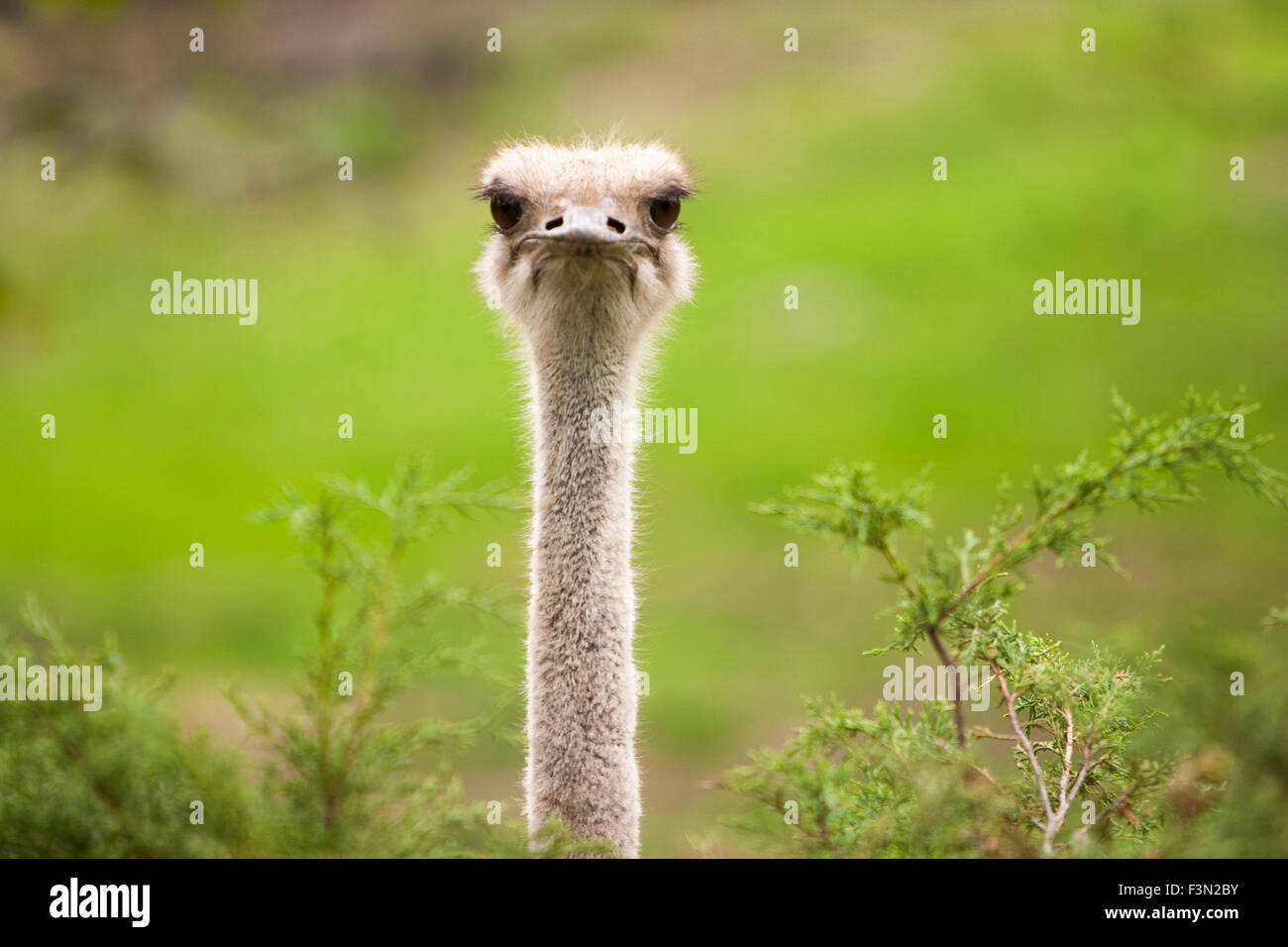 Grumpy Look Bird Stock Photo - Alamy