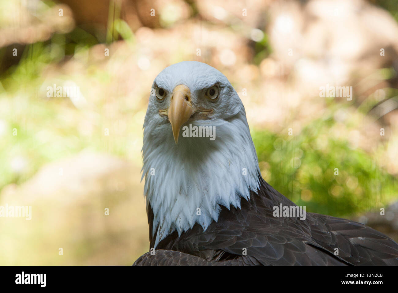 Face of Bald Eagle Stock Photo - Alamy