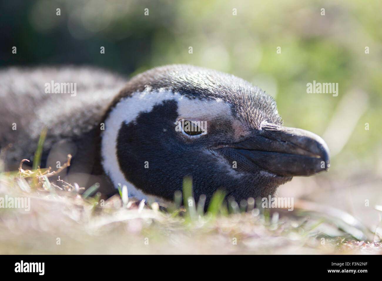 Penguins lying hi-res stock photography and images - Alamy