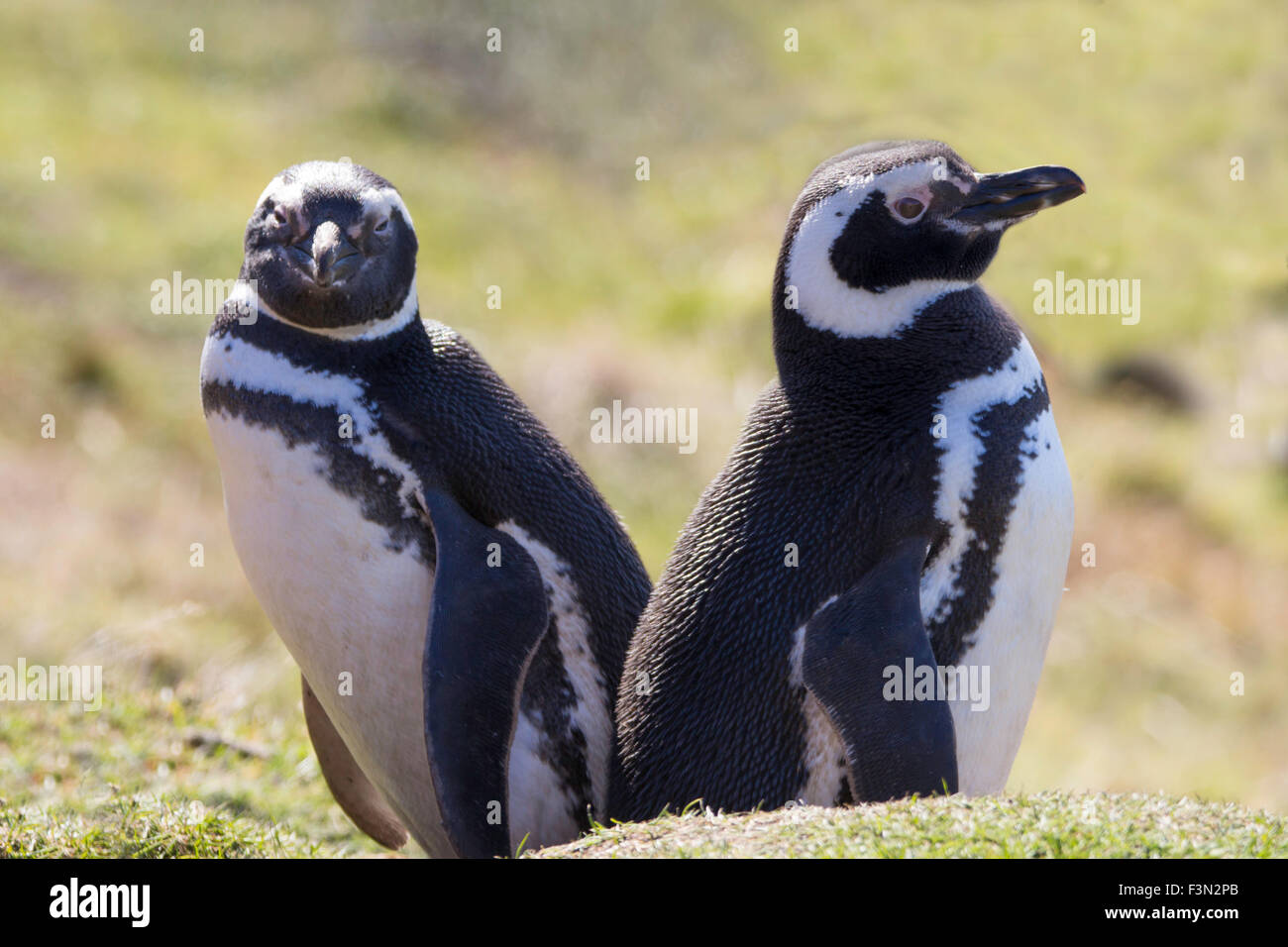Pair of Magellanic penguins. Falkland Islands Stock Photo - Alamy