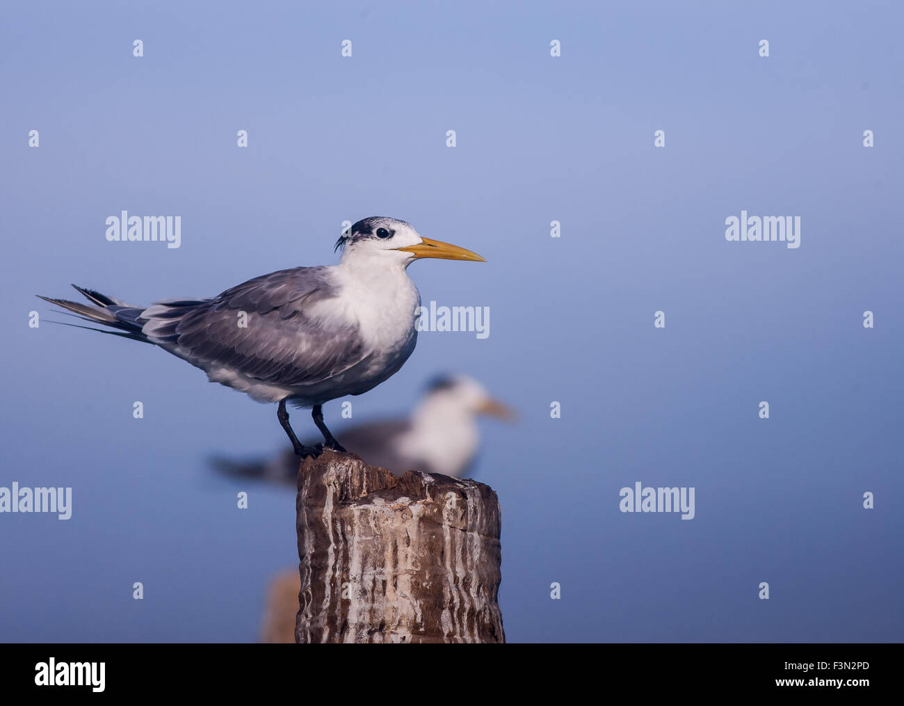 Greater Crested Tern perching on top of a tree stump Stock Photo - Alamy