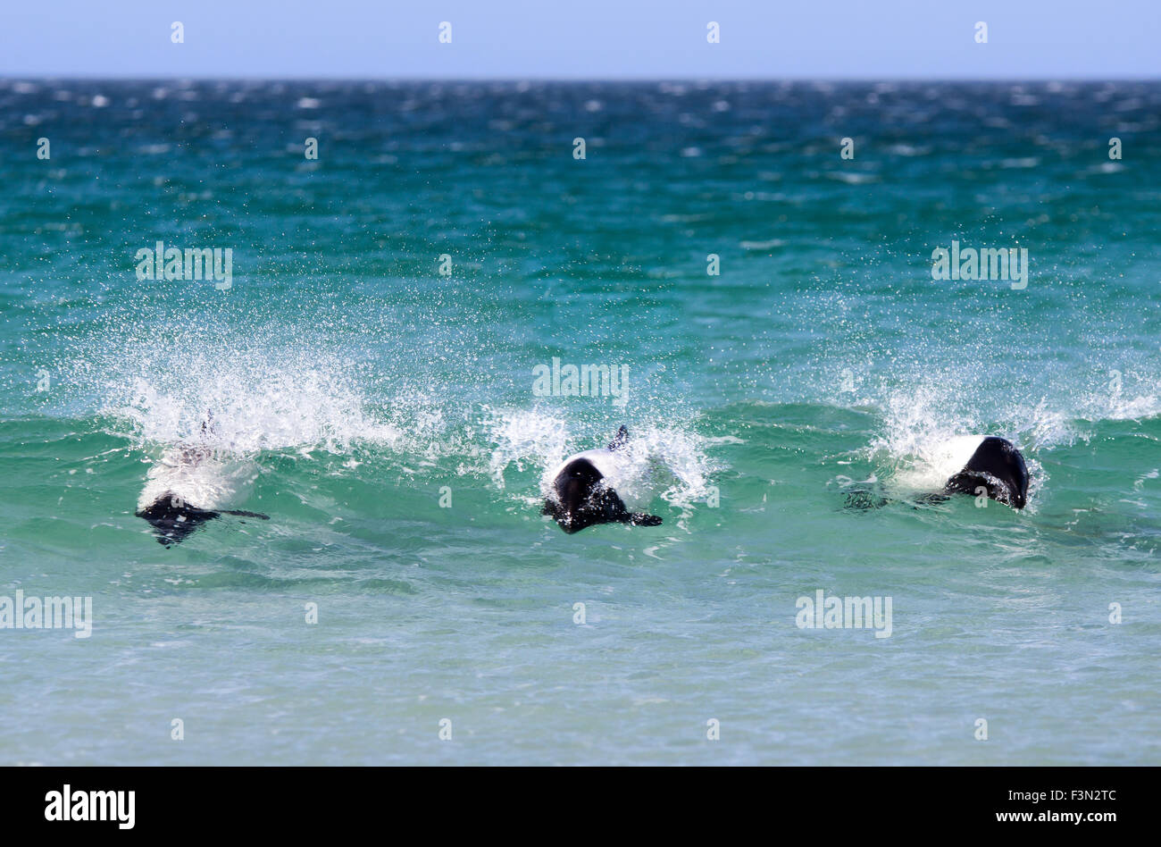Commerson's dolphins hi-res stock photography and images - Alamy