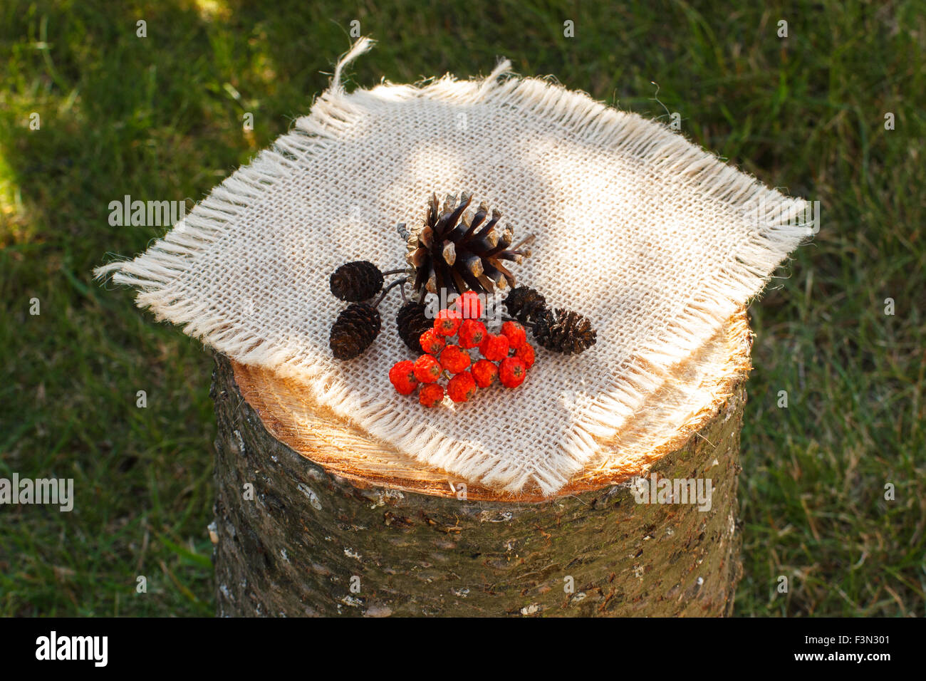 Dried red autumn rowan and alder cone on wooden stump in garden on ...