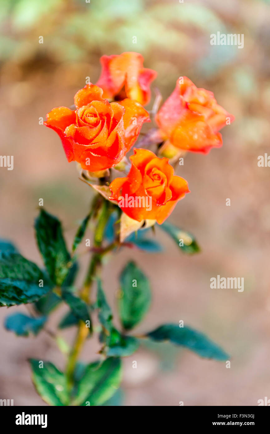 Golden Miniature flowers Stock Photo - Alamy
