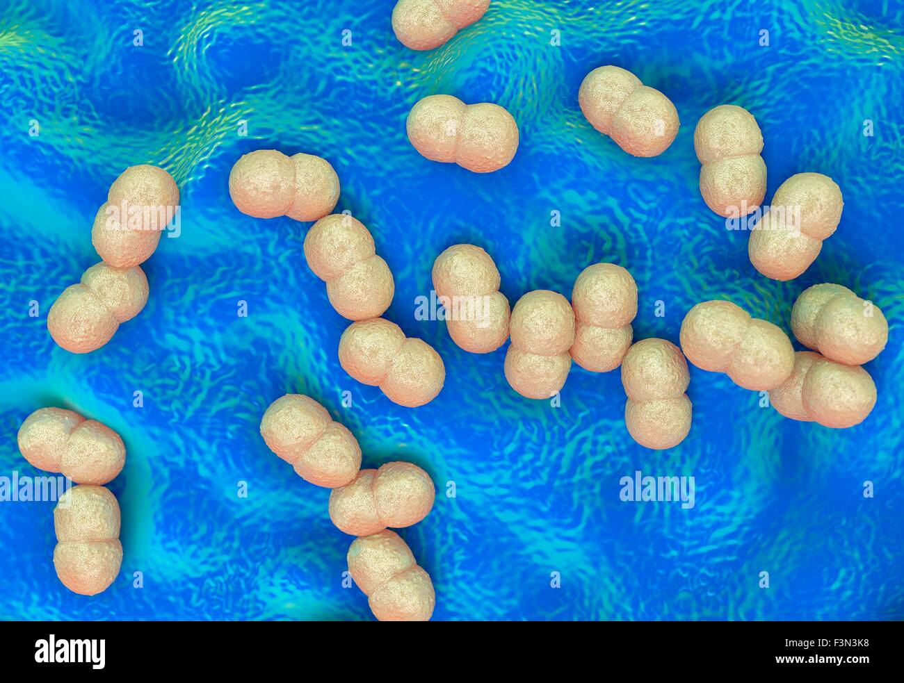 Staphylococcus epidermidis hi-res stock photography and images - Alamy