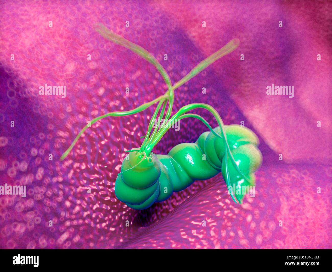 Helicobacter pylori bacteria hi-res stock photography and images - Alamy