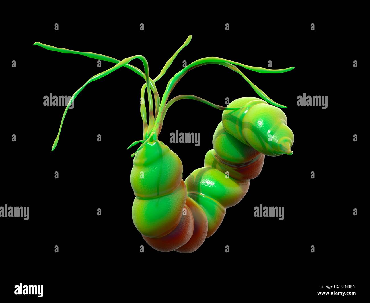 Helicobacter pylori bacteria hi-res stock photography and images - Alamy