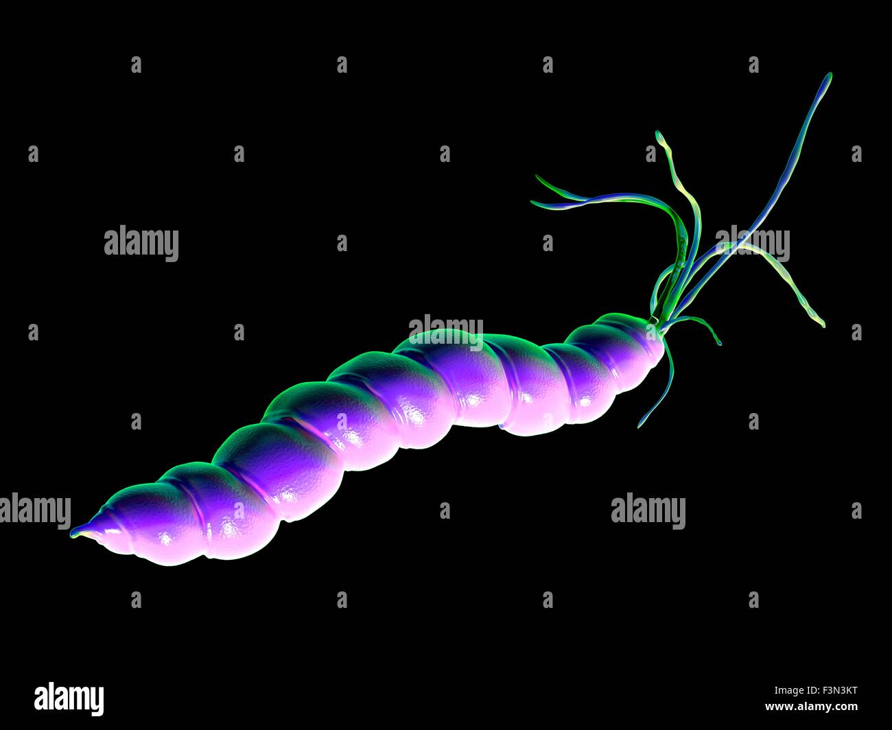 Helicobacter pylori bacteria Stock Photo - Alamy