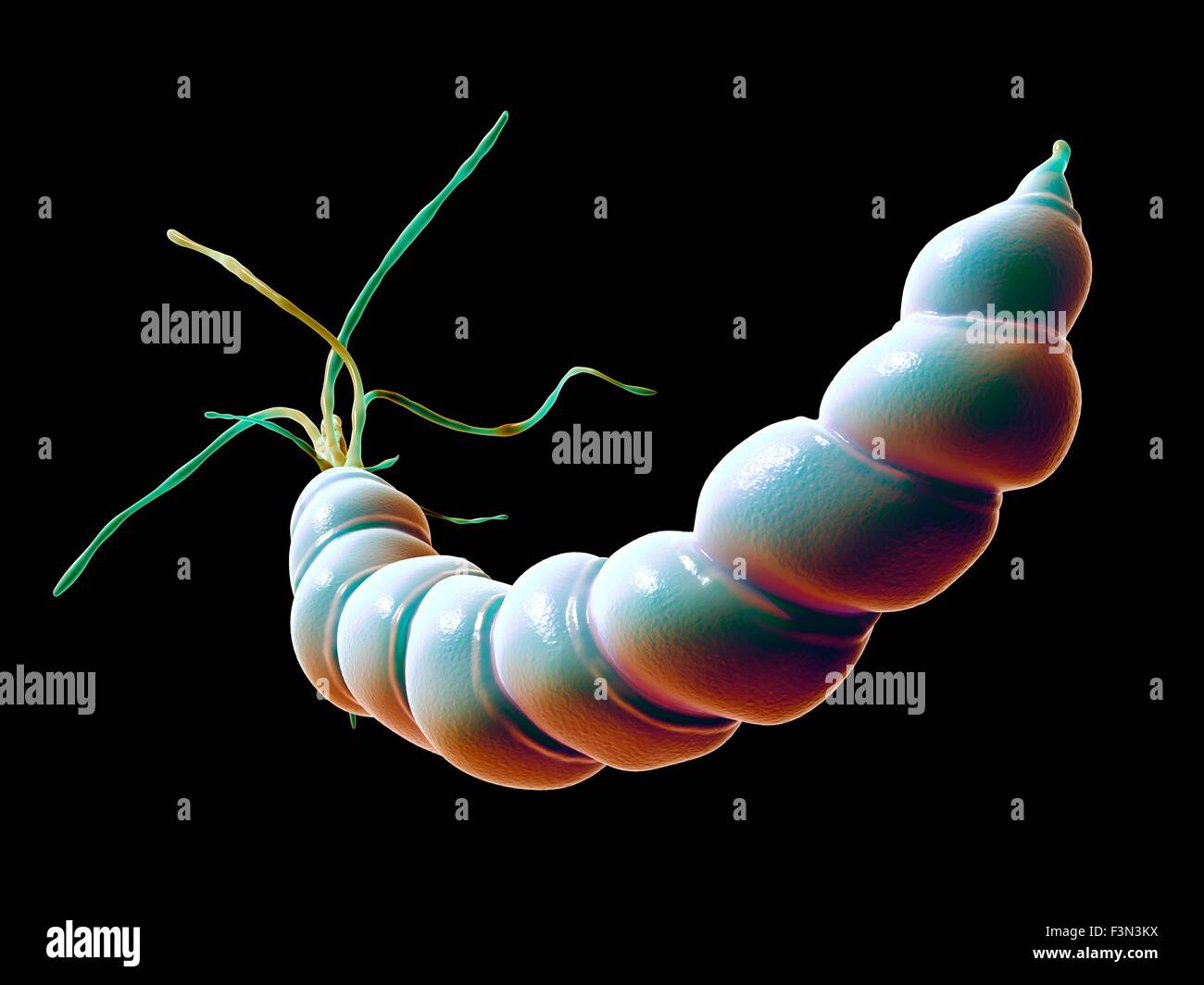 Helicobacter pylori bacteria Stock Photo - Alamy