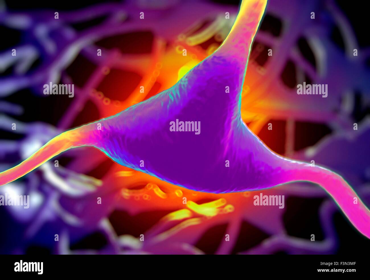 Cerebral cortex nerve cell, illustration Stock Photo - Alamy