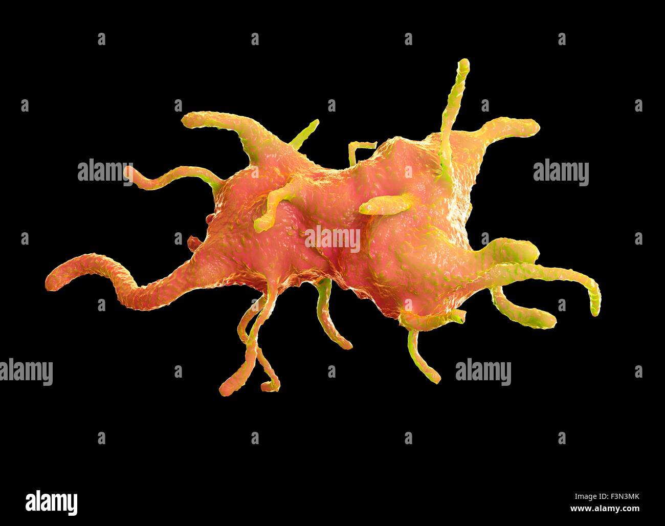 Amoeba proteus hi-res stock photography and images - Alamy