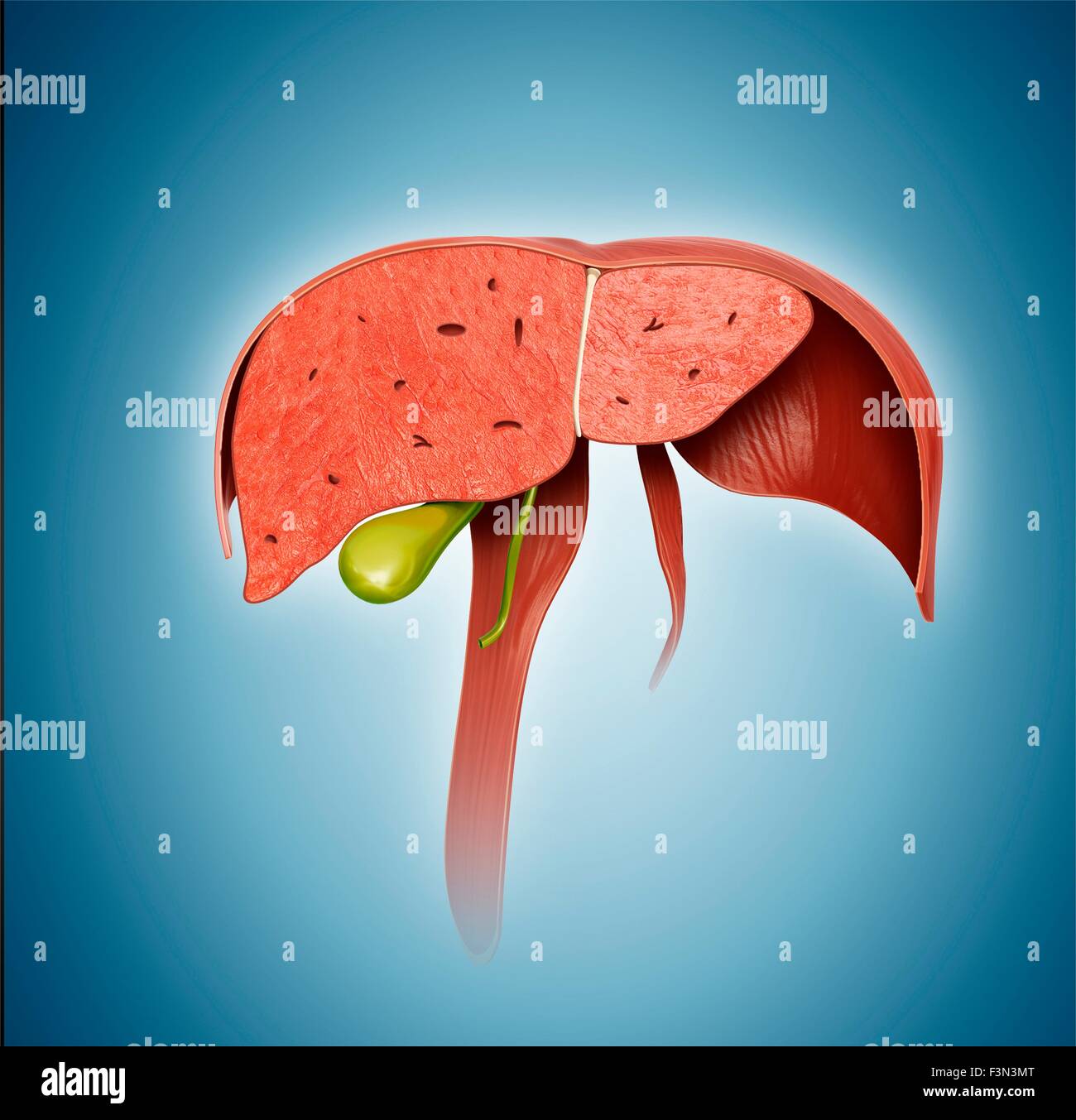 Human liver cross section hi-res stock photography and images - Alamy