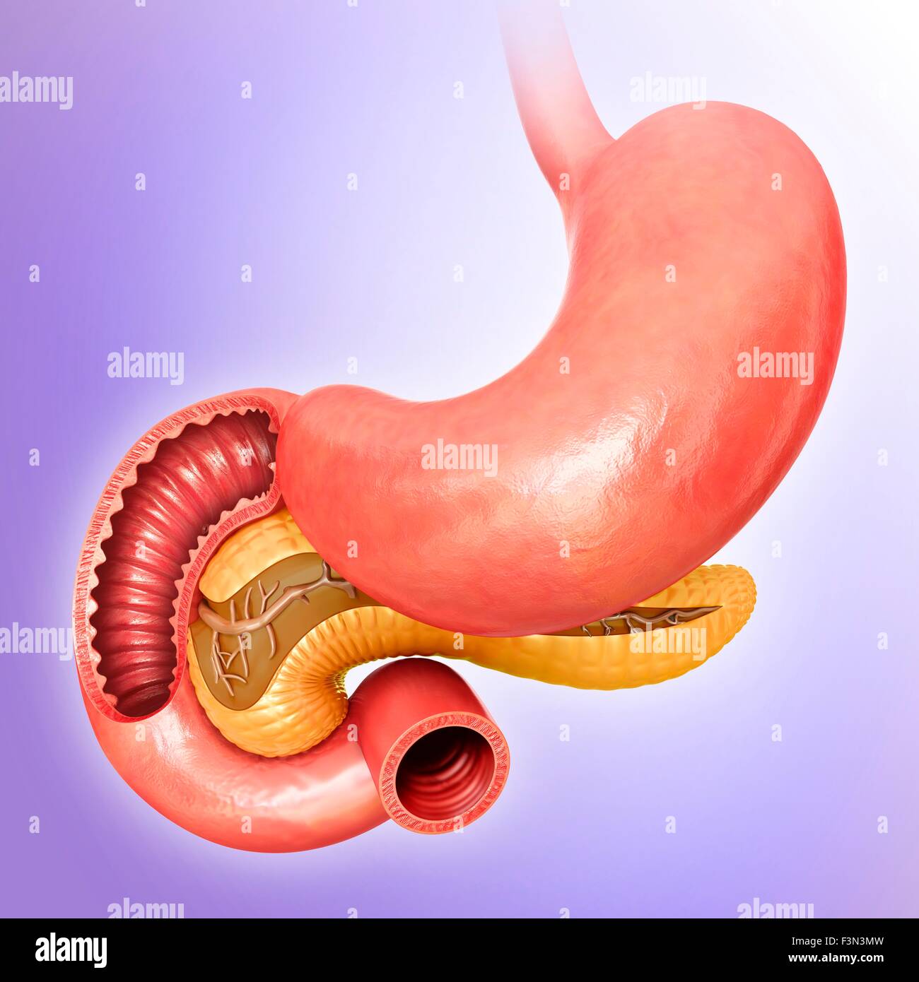 Small intestine and pancreas Stock Photo - Alamy