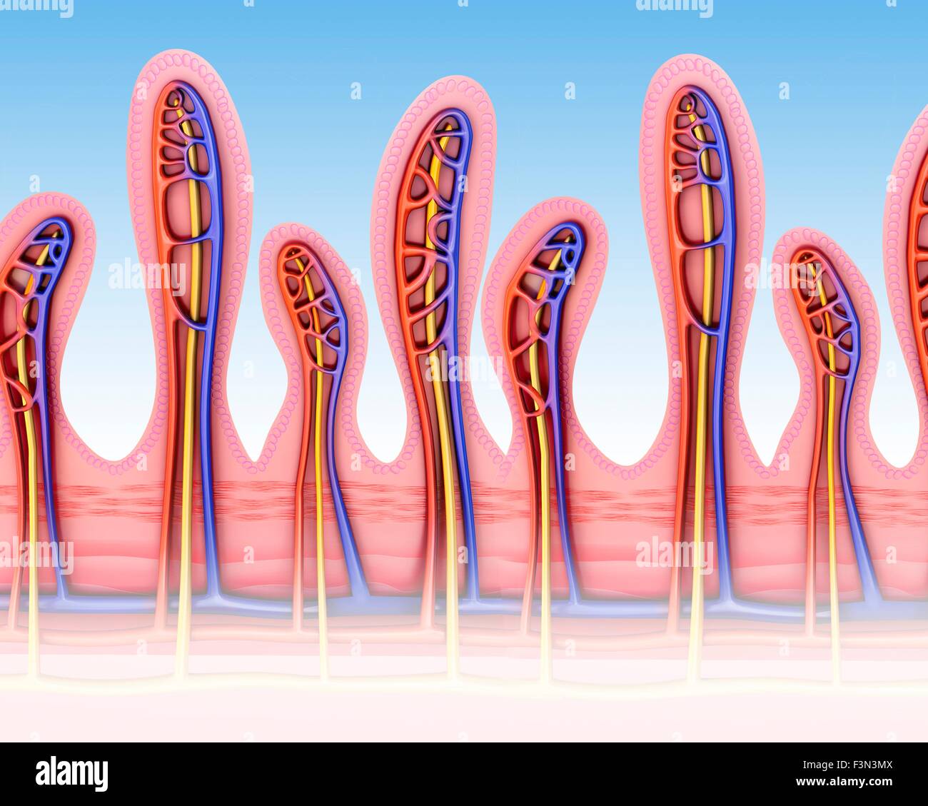 Small intestine wall, illustration Stock Photo - Alamy