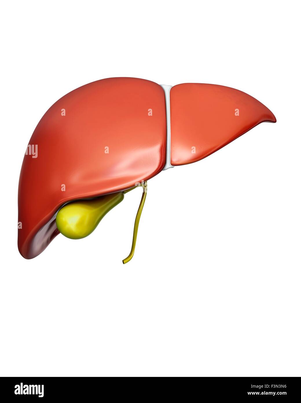 Human liver and gall bladder Cut Out Stock Images & Pictures - Alamy