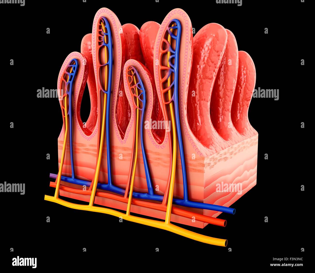 Small intestine wall, illustration Stock Photo - Alamy