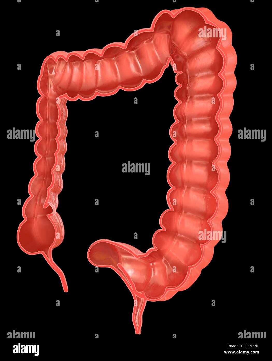 Large intestine, illustration Stock Photo - Alamy