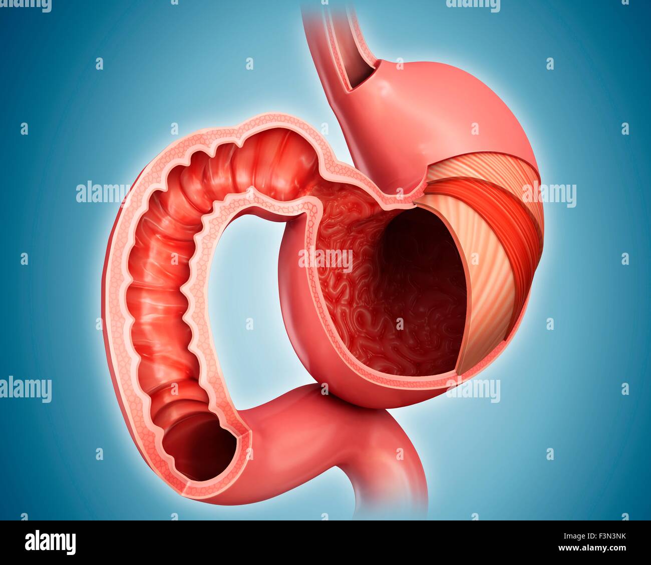 Small intestine layers hi-res stock photography and images - Alamy
