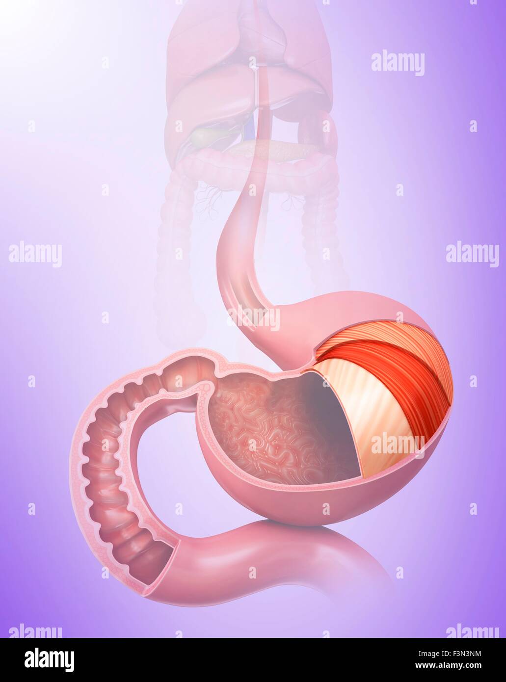 Stomach layers and small intestine Stock Photo - Alamy