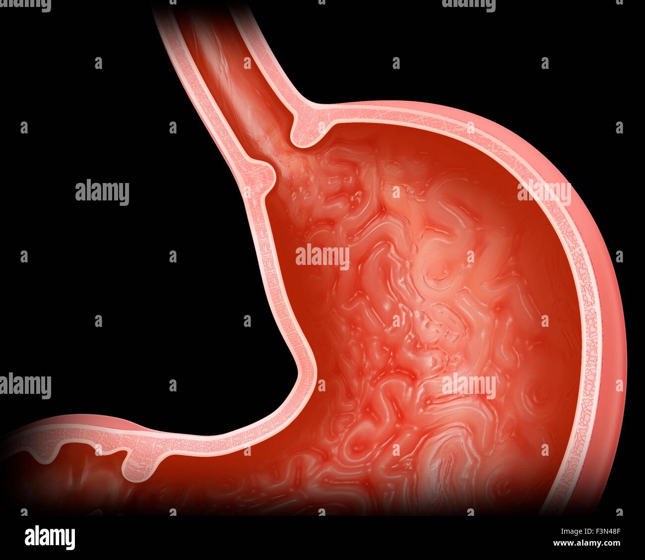 Cross section of stomach, illustration Stock Photo - Alamy