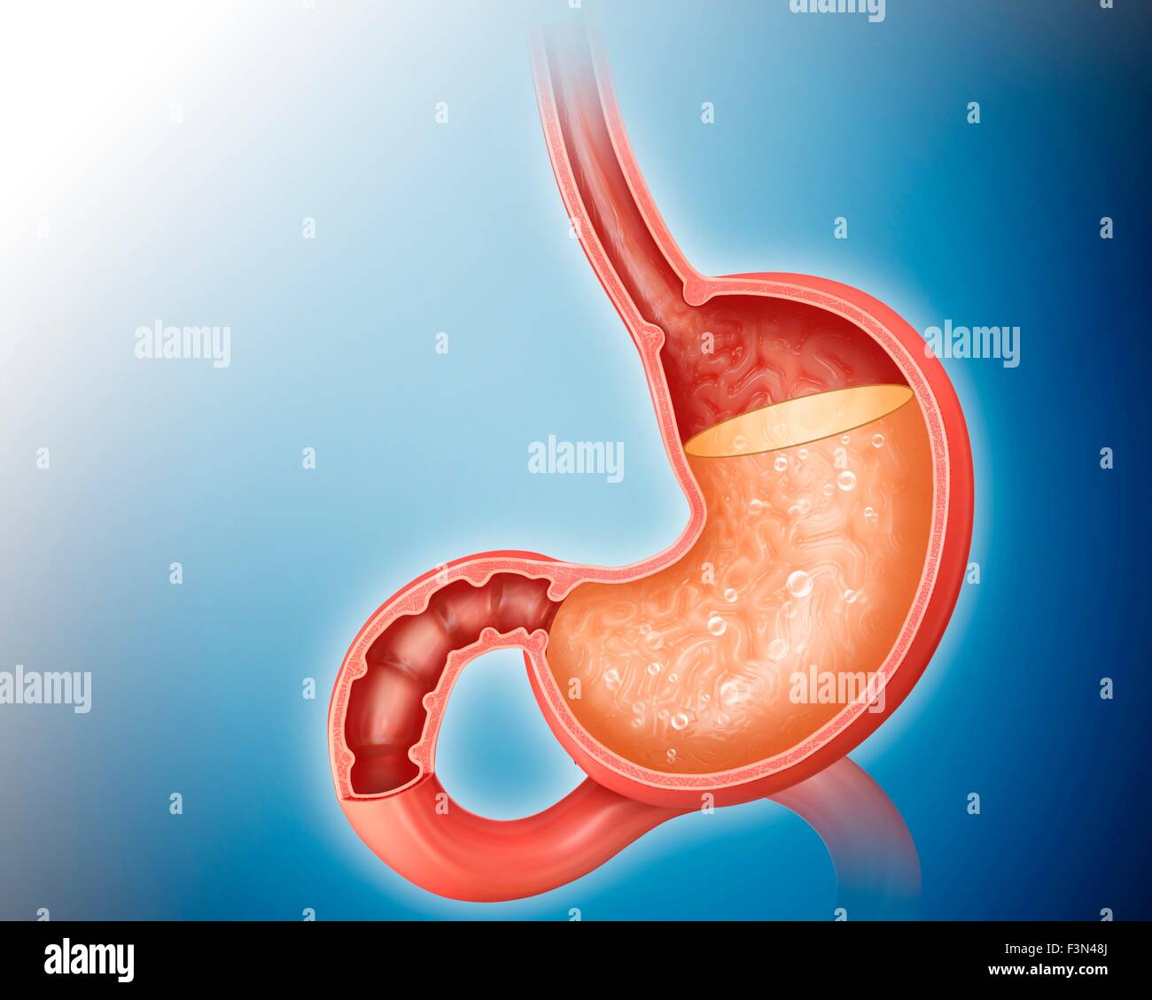 Stomach acidity, illustration Stock Photo - Alamy